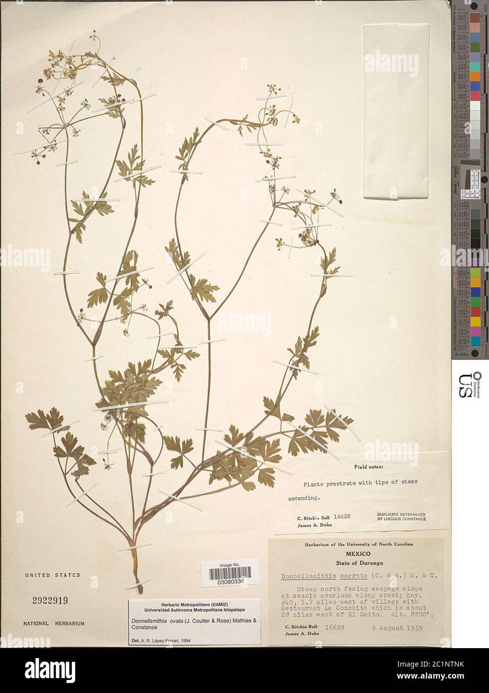 Donnellsmithia ovata JM Coult Rose Mathias Constance Donnellsmithia ...