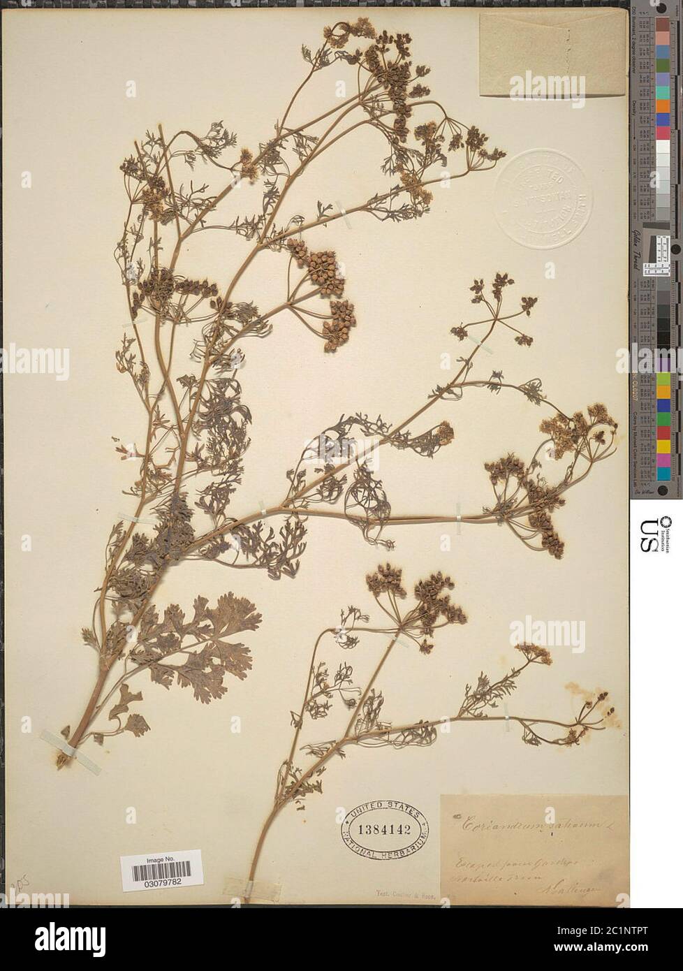 Coriandrum sativum L Coriandrum sativum L Stock Photo - Alamy