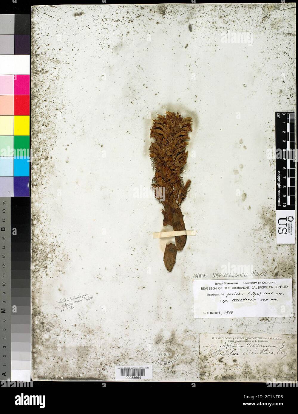 Aphyllon californicum Aphyllon californicum Stock Photo - Alamy