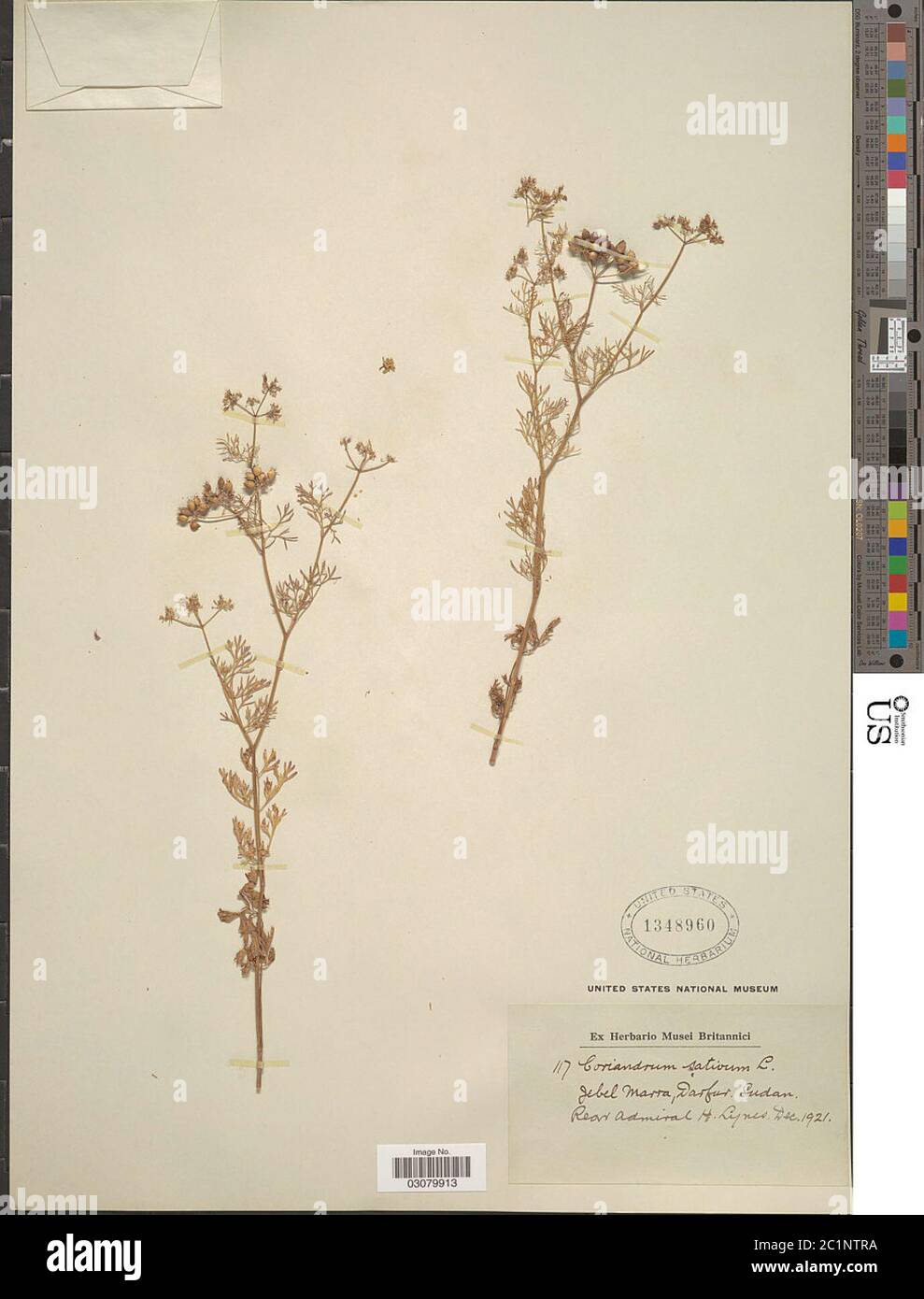 Coriandrum sativum L Coriandrum sativum L Stock Photo - Alamy