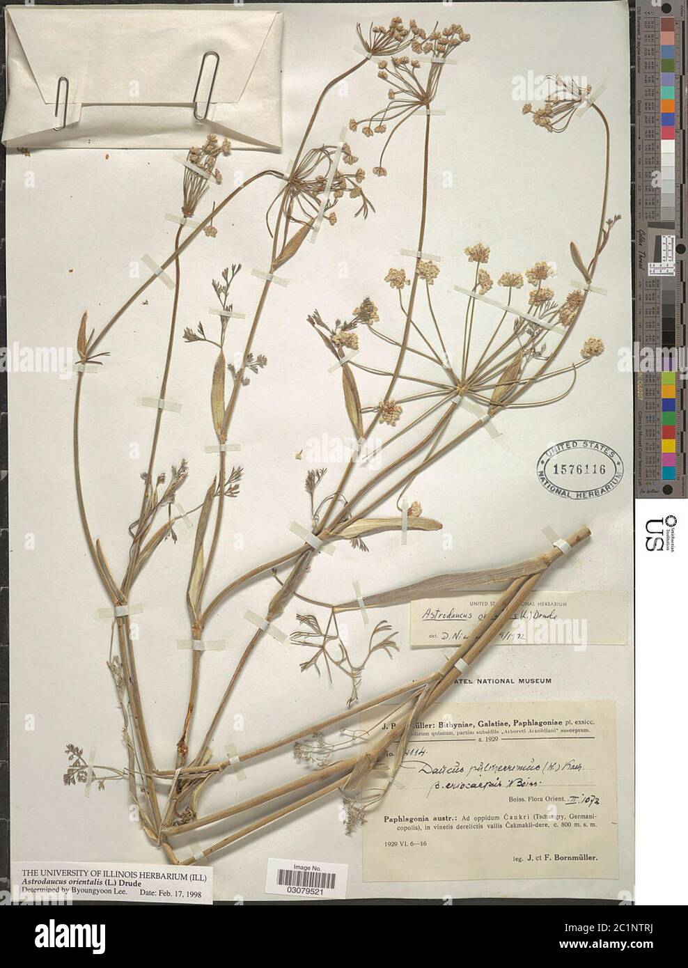 Astrodaucus orientalis hi-res stock photography and images - Alamy