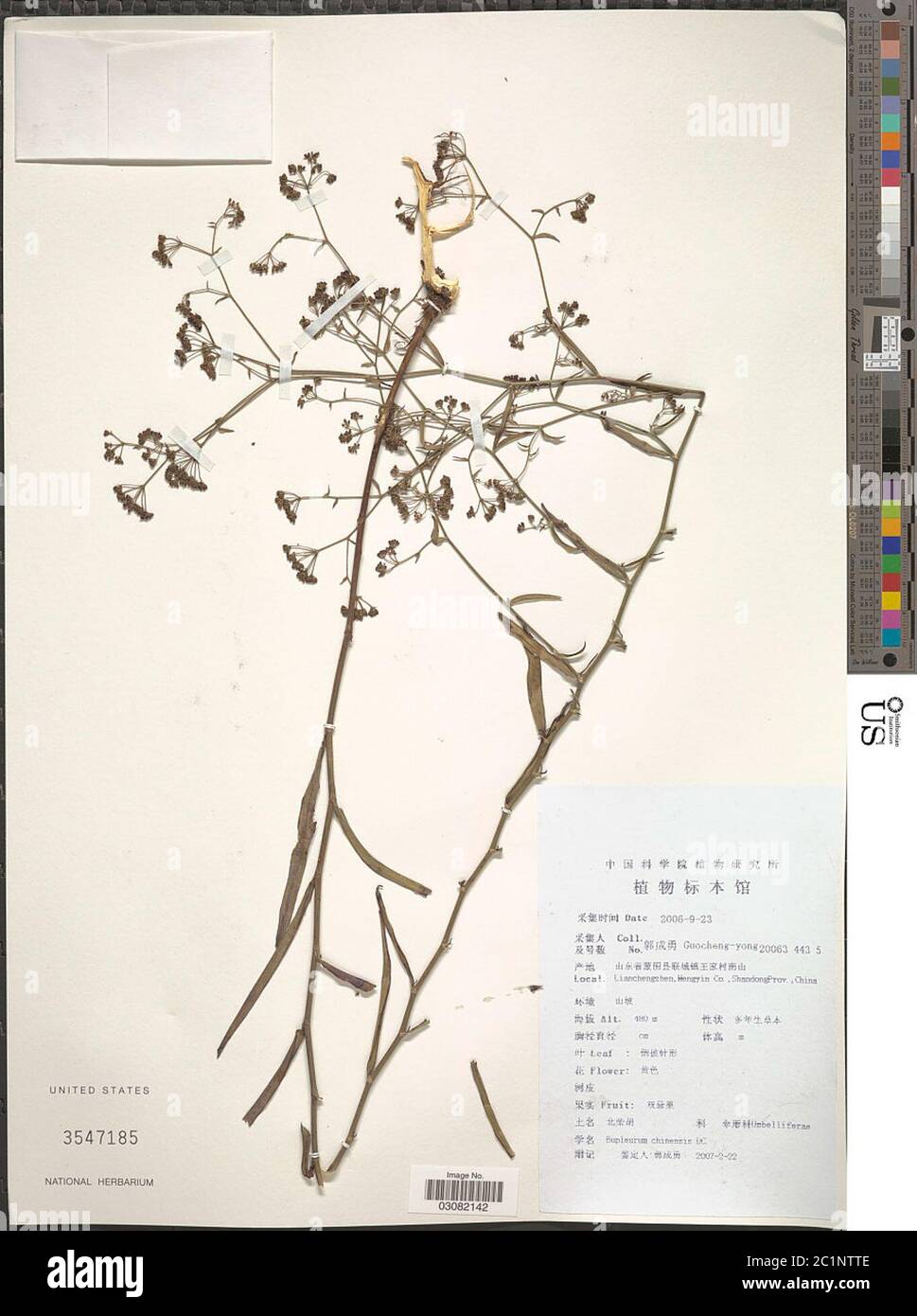 Bupleurum chinense DC Bupleurum chinense DC Stock Photo - Alamy
