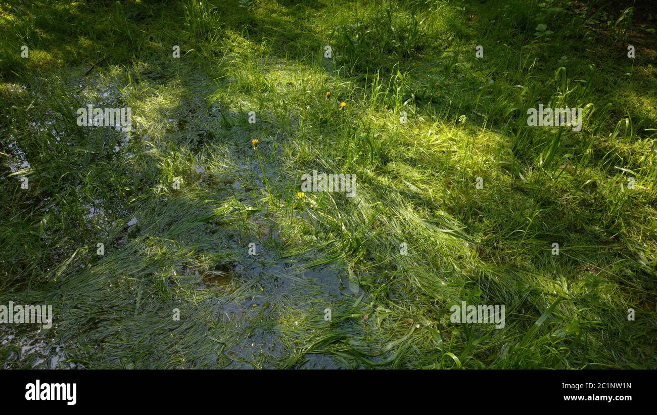 Waterlogged lawn with standing water in a large puddle after a heavy ...