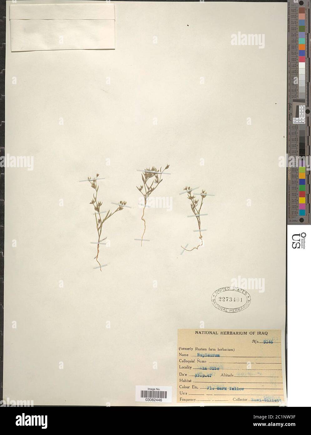 Bupleurum bupleurum sp hi-res stock photography and images - Alamy