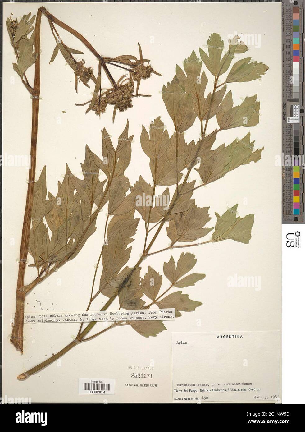 Apium sp hi-res stock photography and images - Alamy