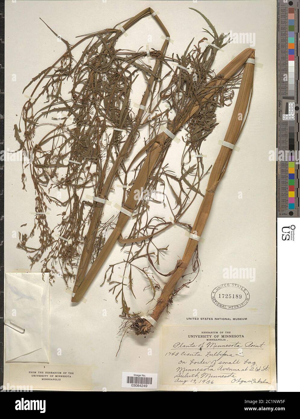 Cicuta species hi-res stock photography and images - Alamy