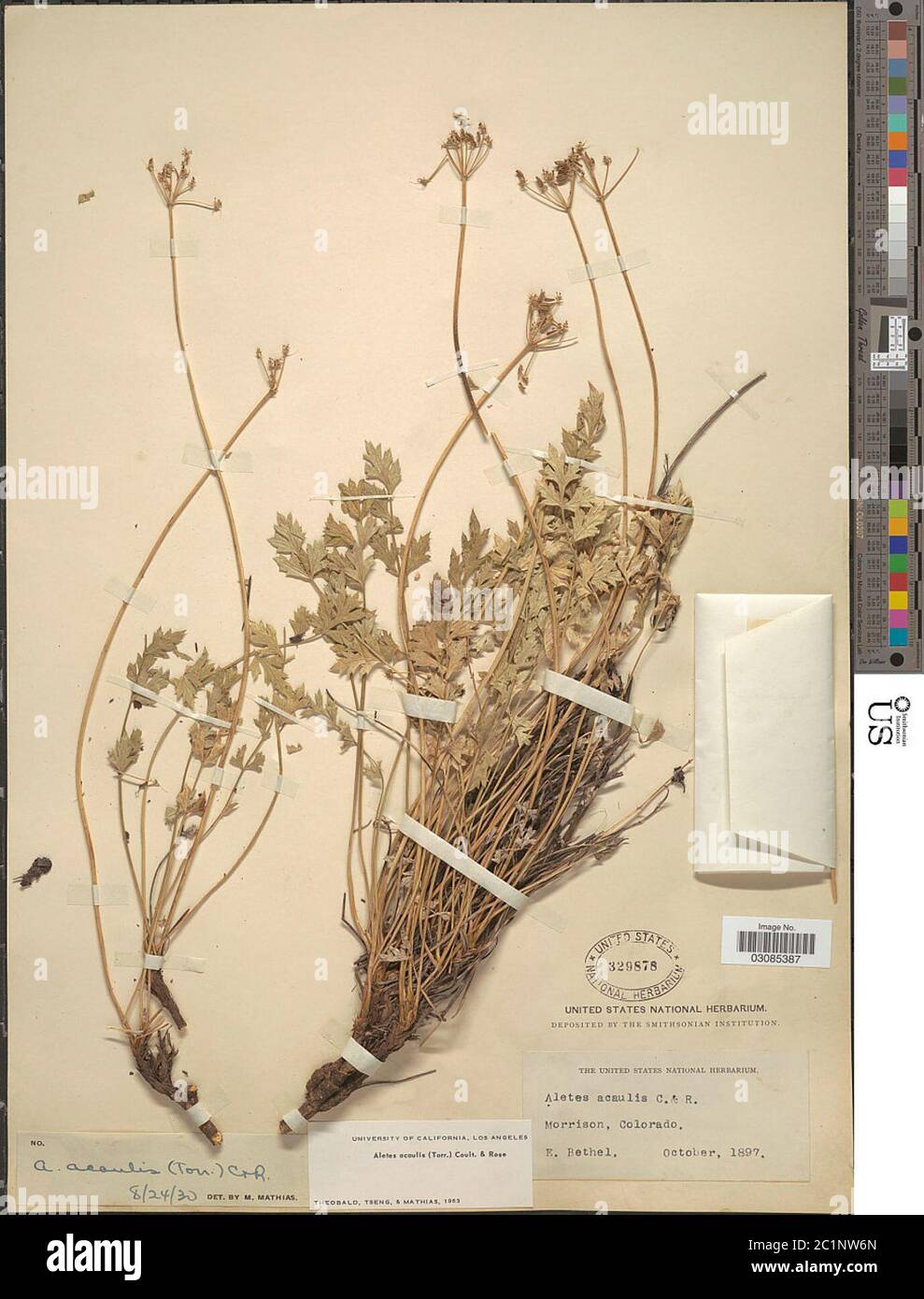 Aletes acaulis Aletes acaulis Stock Photo - Alamy