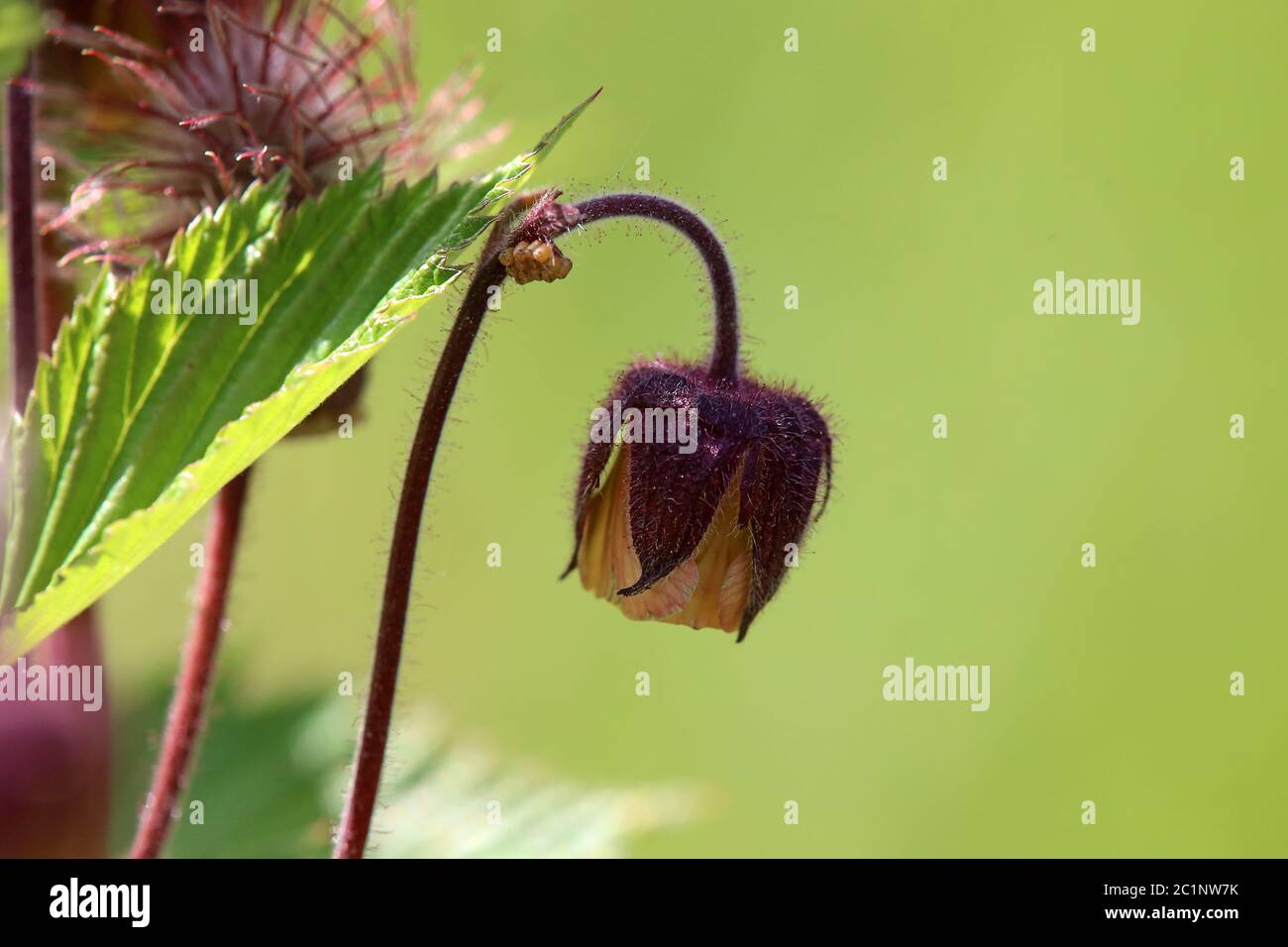 Bach carnation geum rivale Stock Photo - Alamy