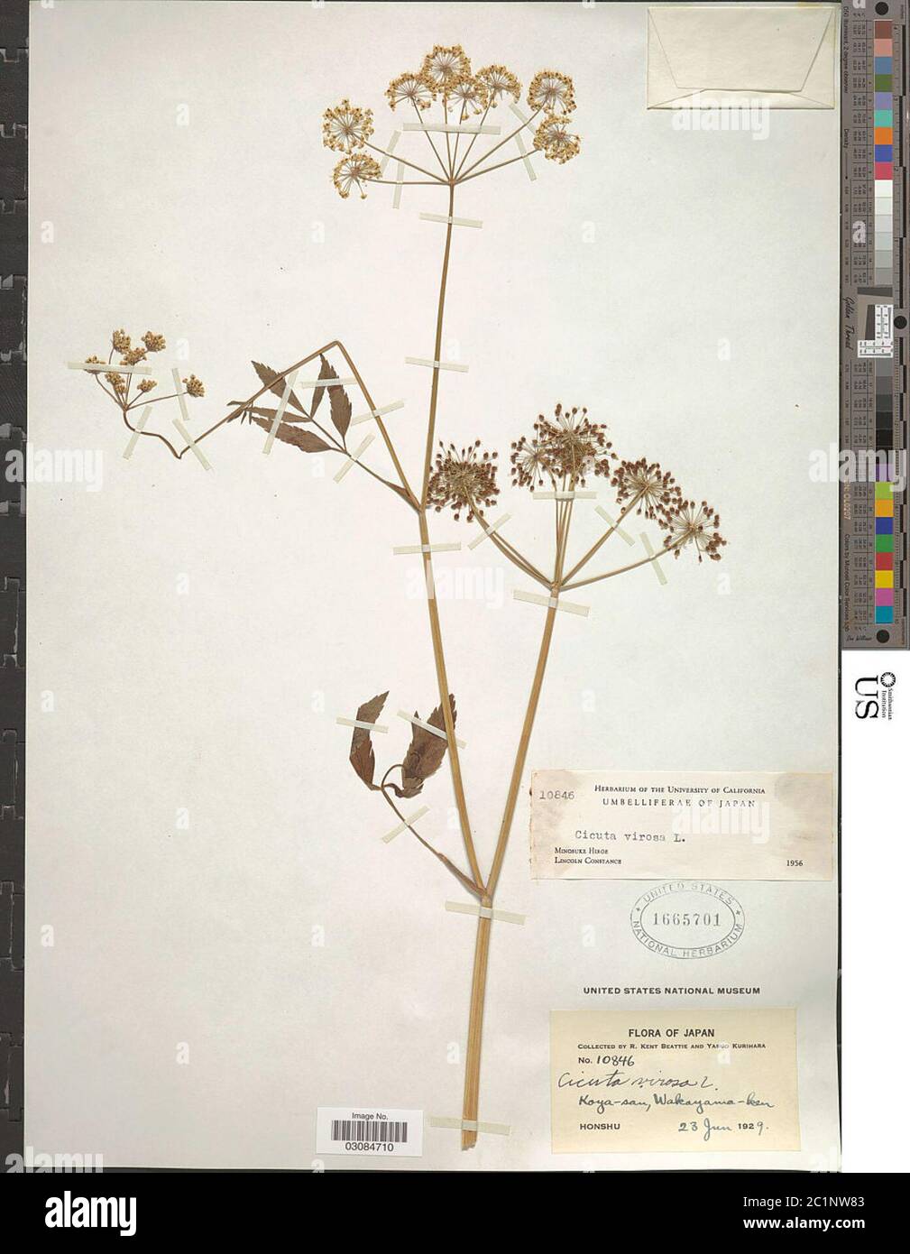 Cicuta virosa L Cicuta virosa L Stock Photo - Alamy