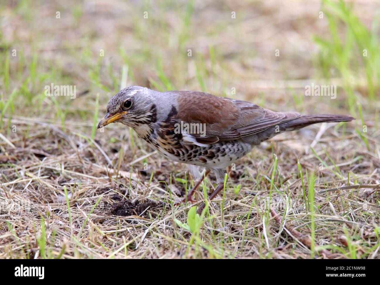 Close up songbird thrush hi-res stock photography and images - Alamy