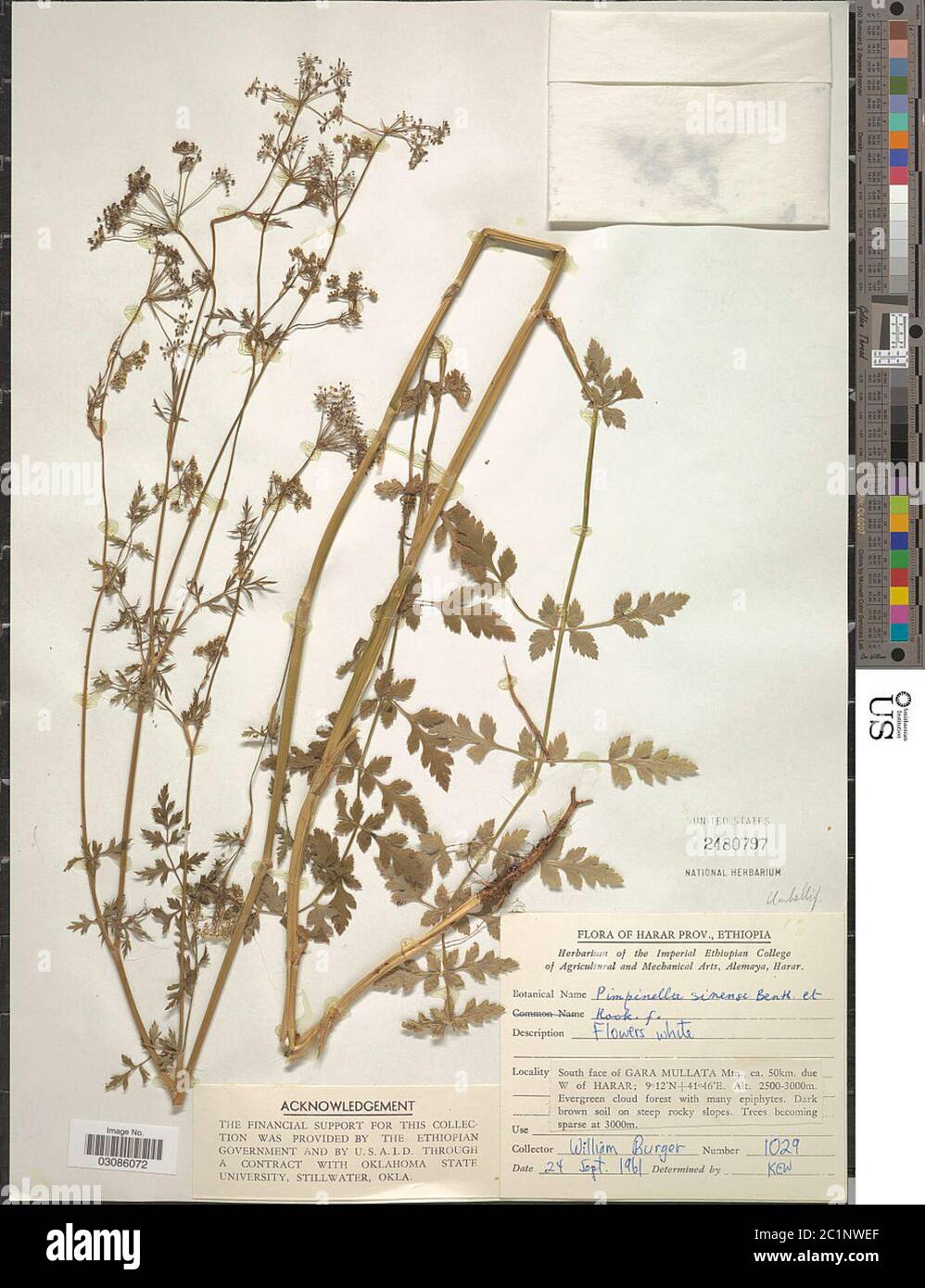 Pimpinella simensis Pimpinella simensis Stock Photo - Alamy
