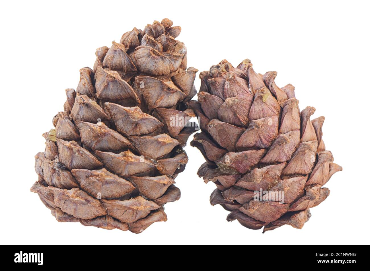 Cedar cone close up isolated on white background Stock Photo - Alamy