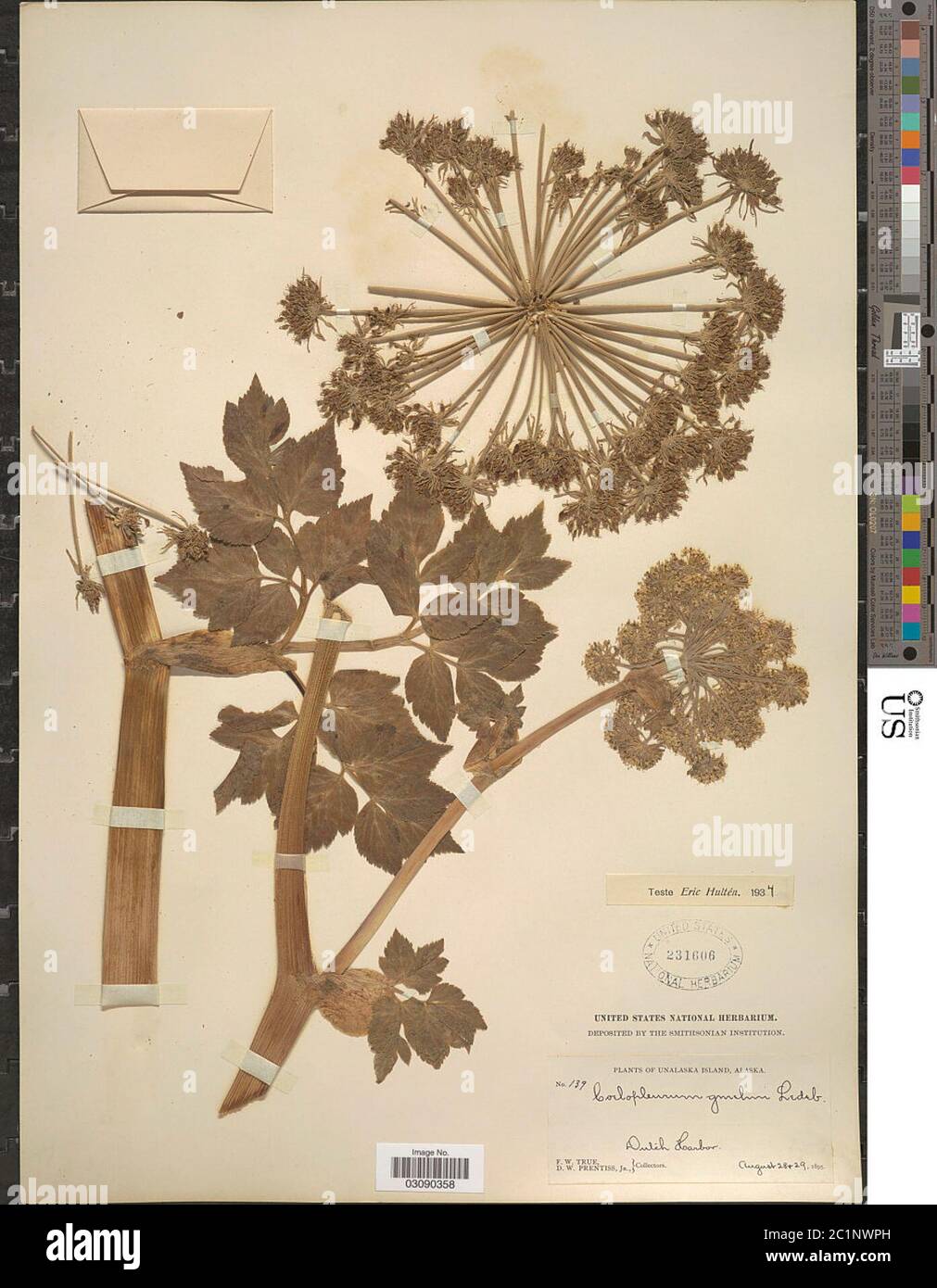 Angelica lucida hi-res stock photography and images - Alamy