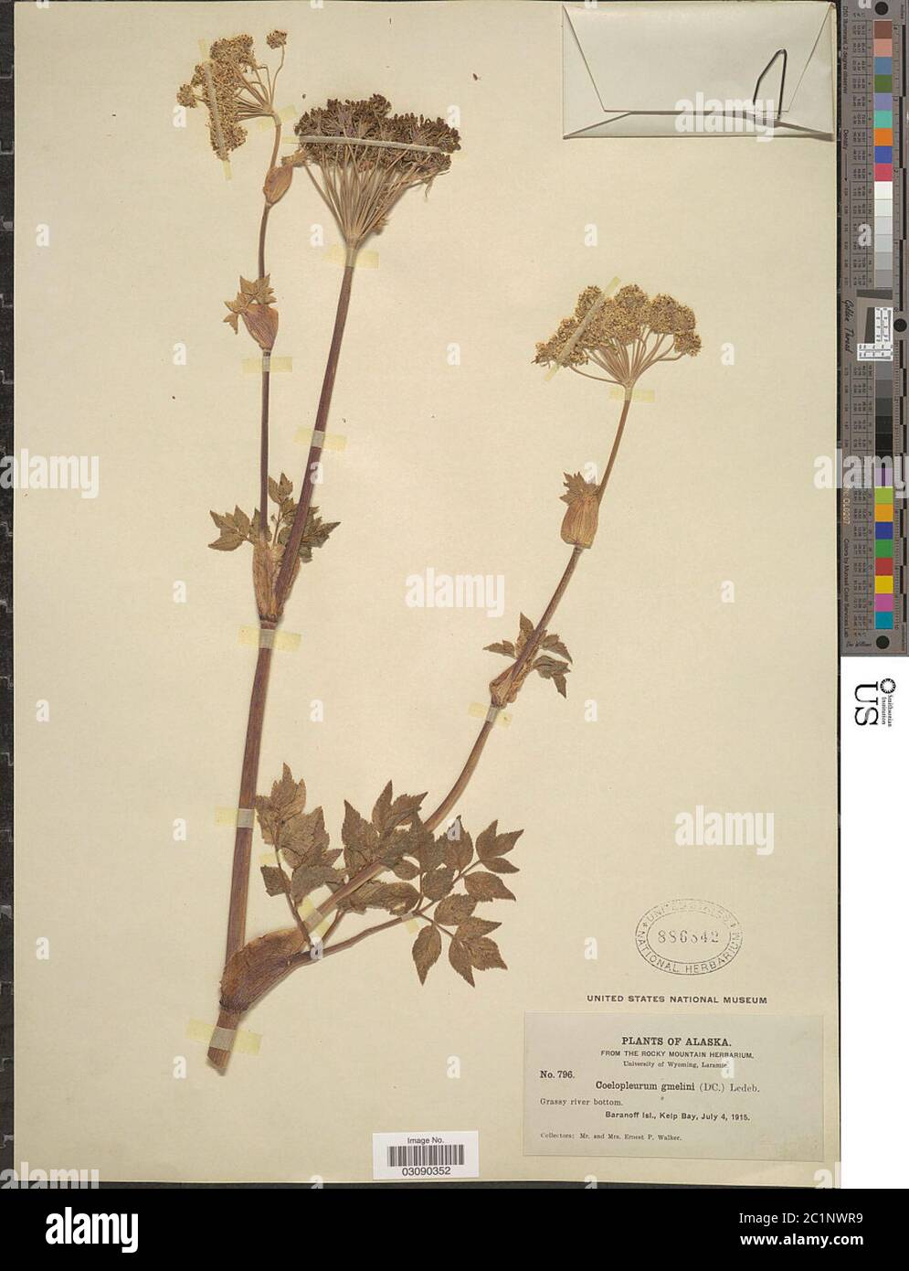 Angelica lucida L Angelica lucida L Stock Photo - Alamy