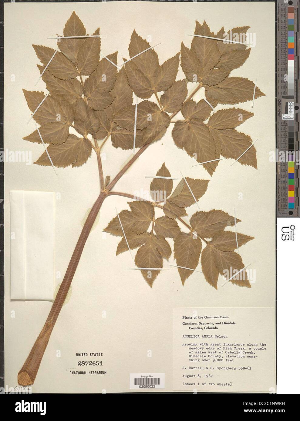 Angelica ampla A Nelson Angelica ampla A Nelson Stock Photo - Alamy