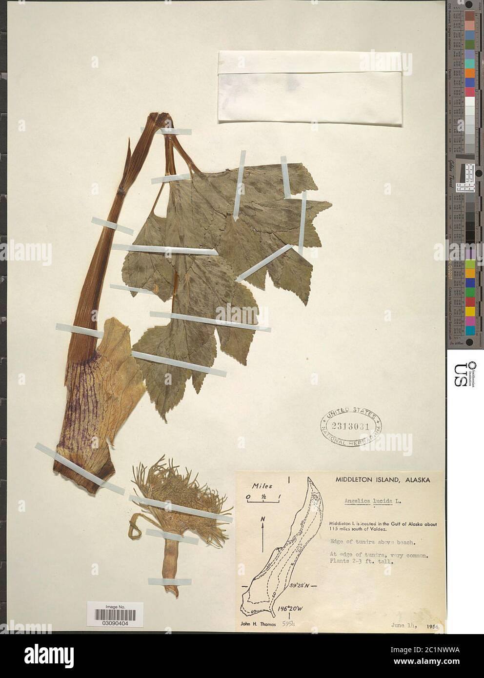 Angelica lucida L Angelica lucida L Stock Photo - Alamy