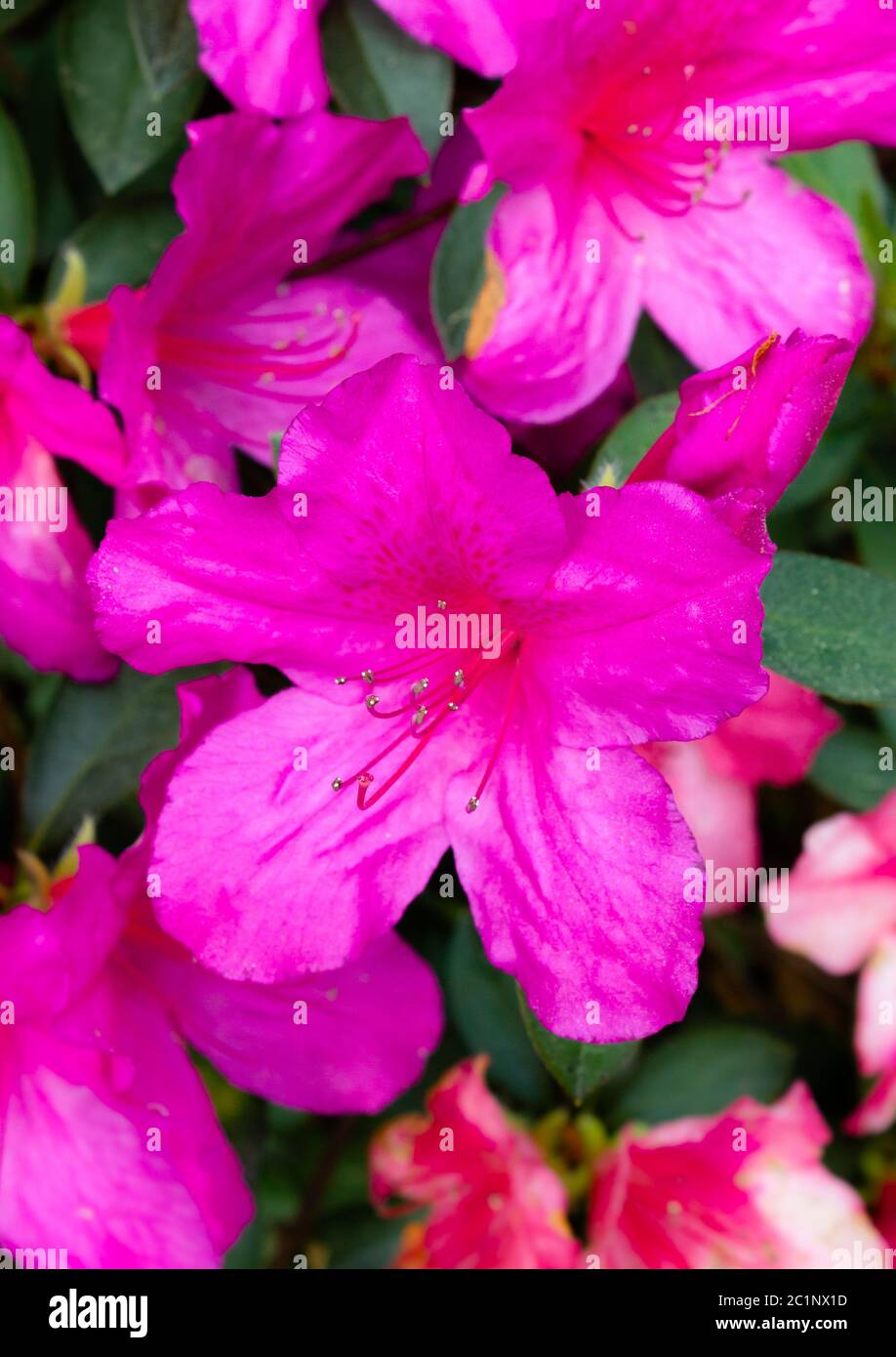 Beautiful iridescent, bright, colorful pink blossoms of the azaleas ...
