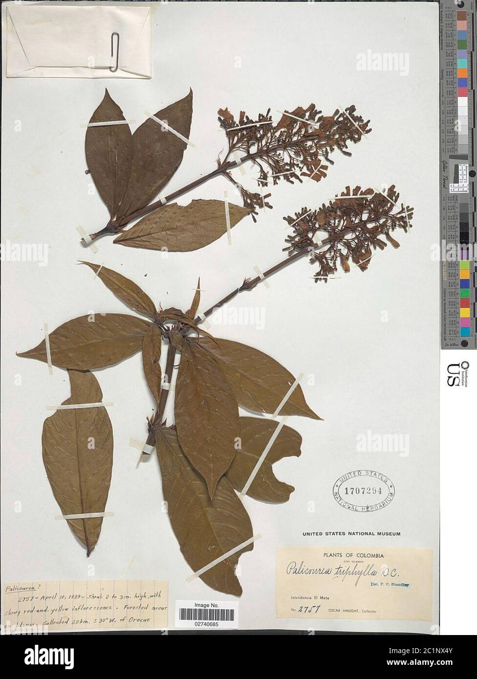Palicourea triphylla DC Palicourea triphylla DC Stock Photo - Alamy