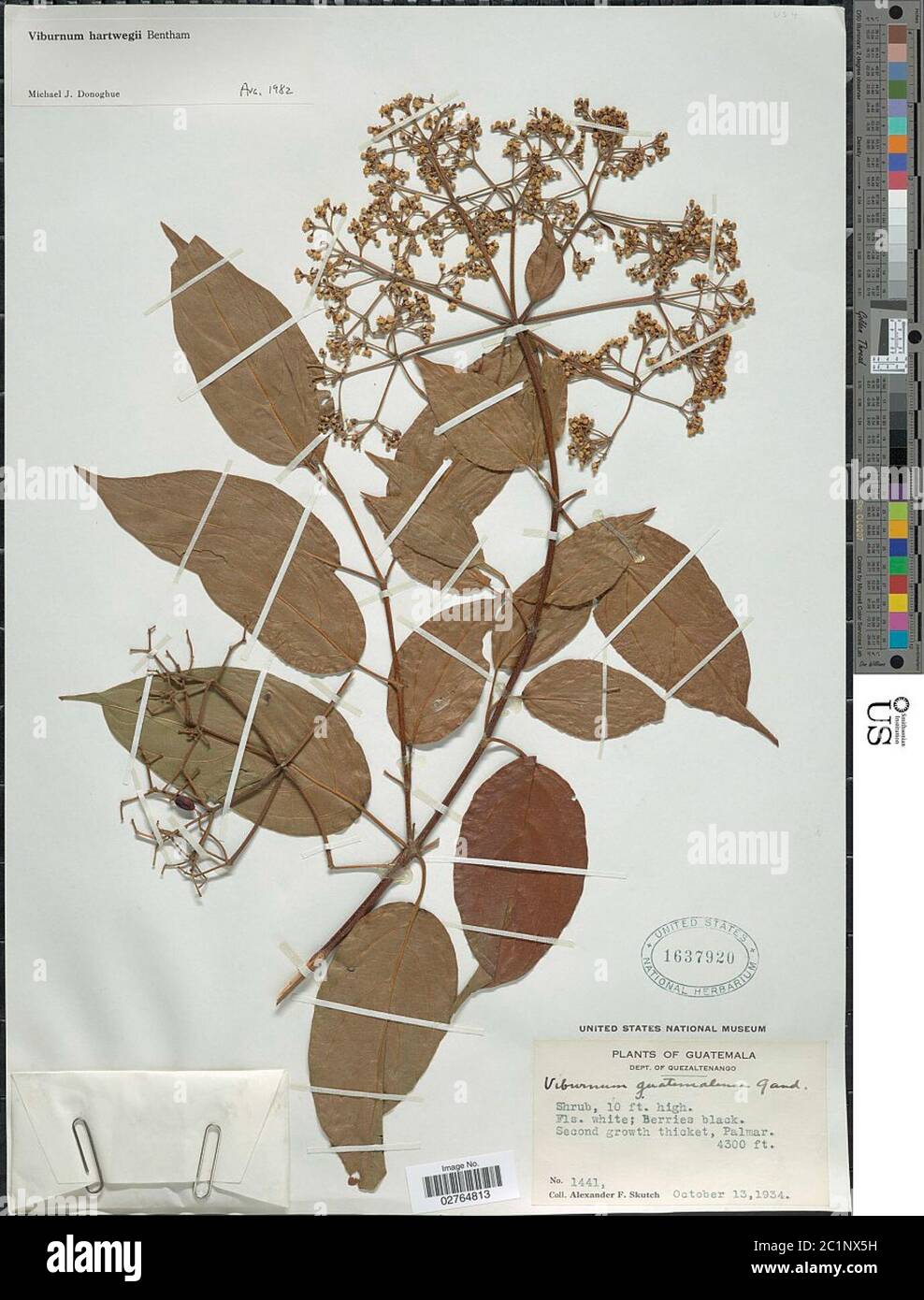 Viburnum hartwegii Viburnum hartwegii Stock Photo - Alamy