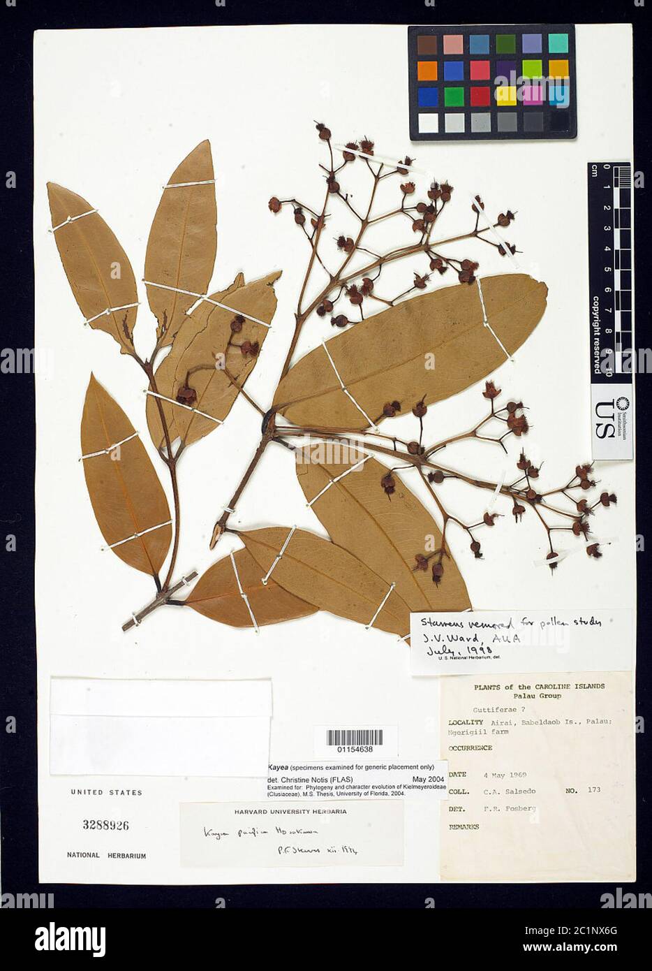 Kayea pacifica Hosok Kayea pacifica Hosok Stock Photo - Alamy