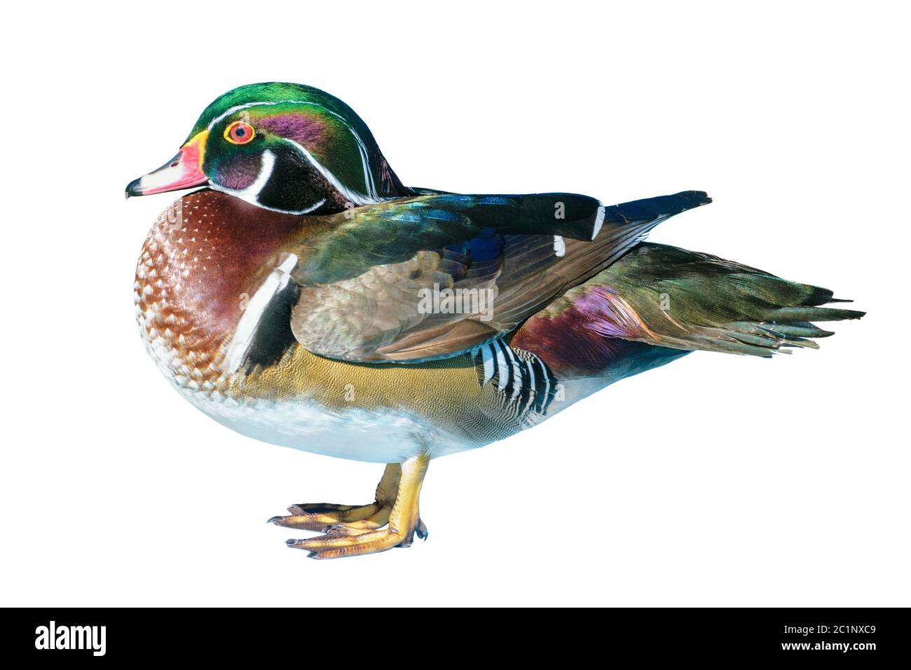 Male wood duck hi-res stock photography and images - Alamy
