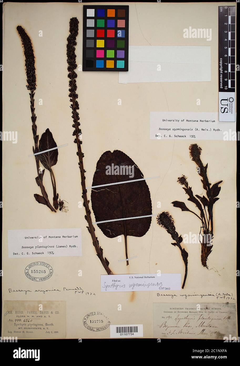 Synthyris wyomingensis A Nelson A Heller Synthyris wyomingensis A ...