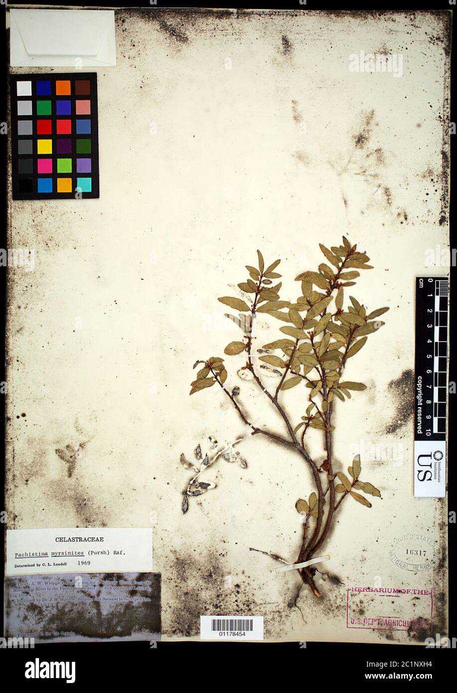 Pachystima myrsinites Raf Pachystima myrsinites Raf Stock Photo - Alamy