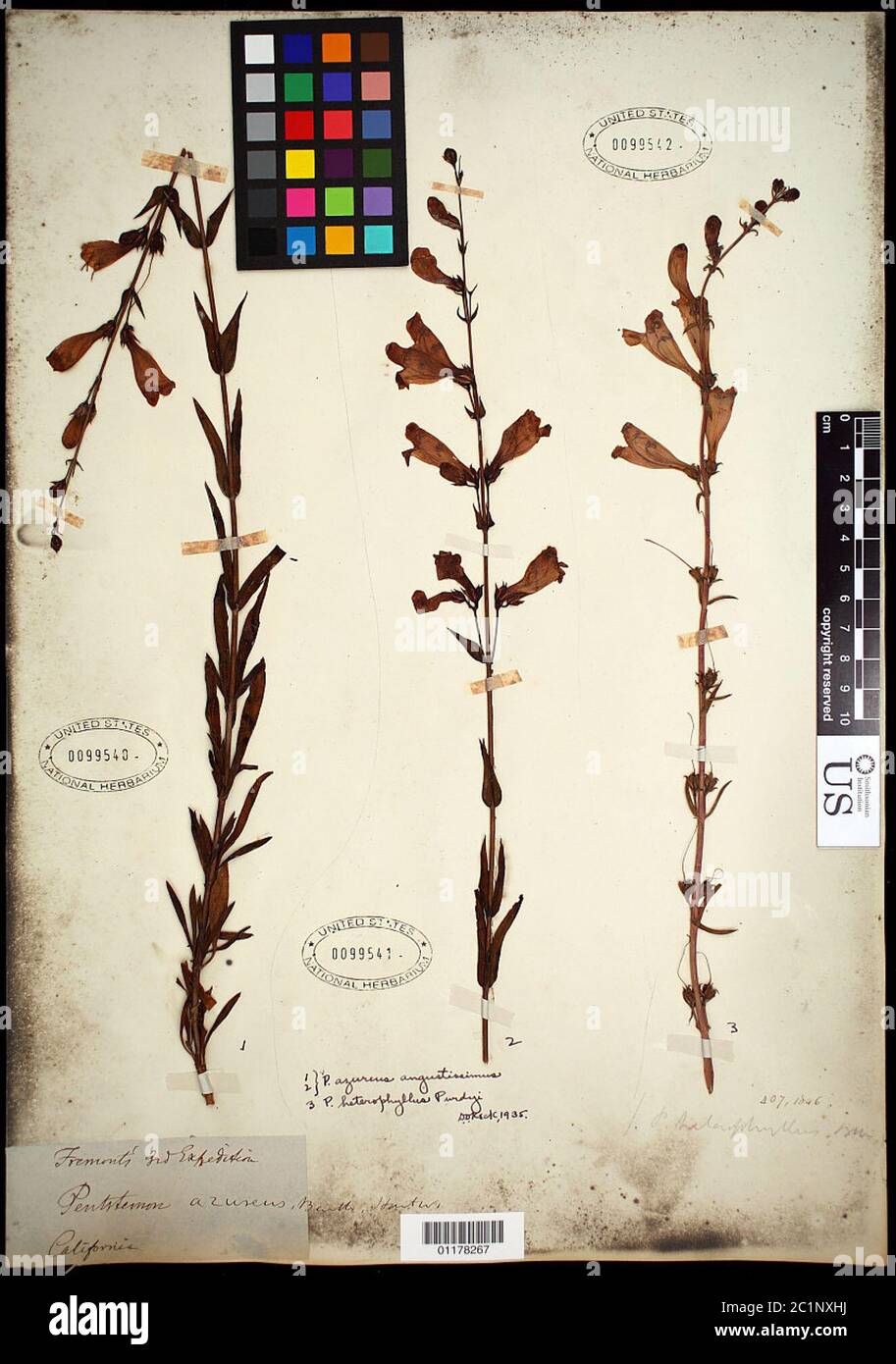 Penstemon azureus subsp angustissimus A Gray DD Keck Penstemon azureus ...