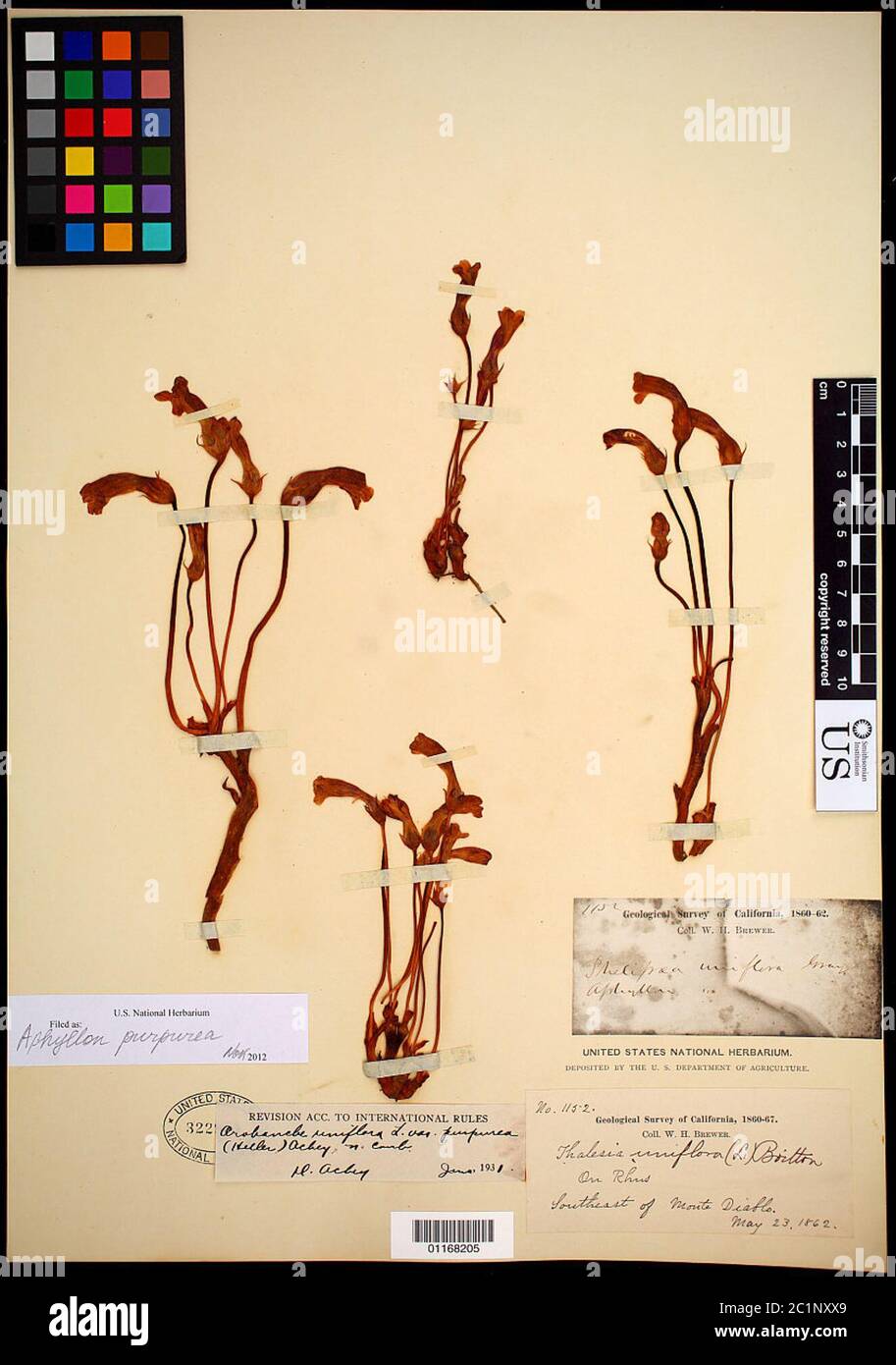 Aphyllon purpureum A Heller Holub Aphyllon purpureum A Heller Holub ...