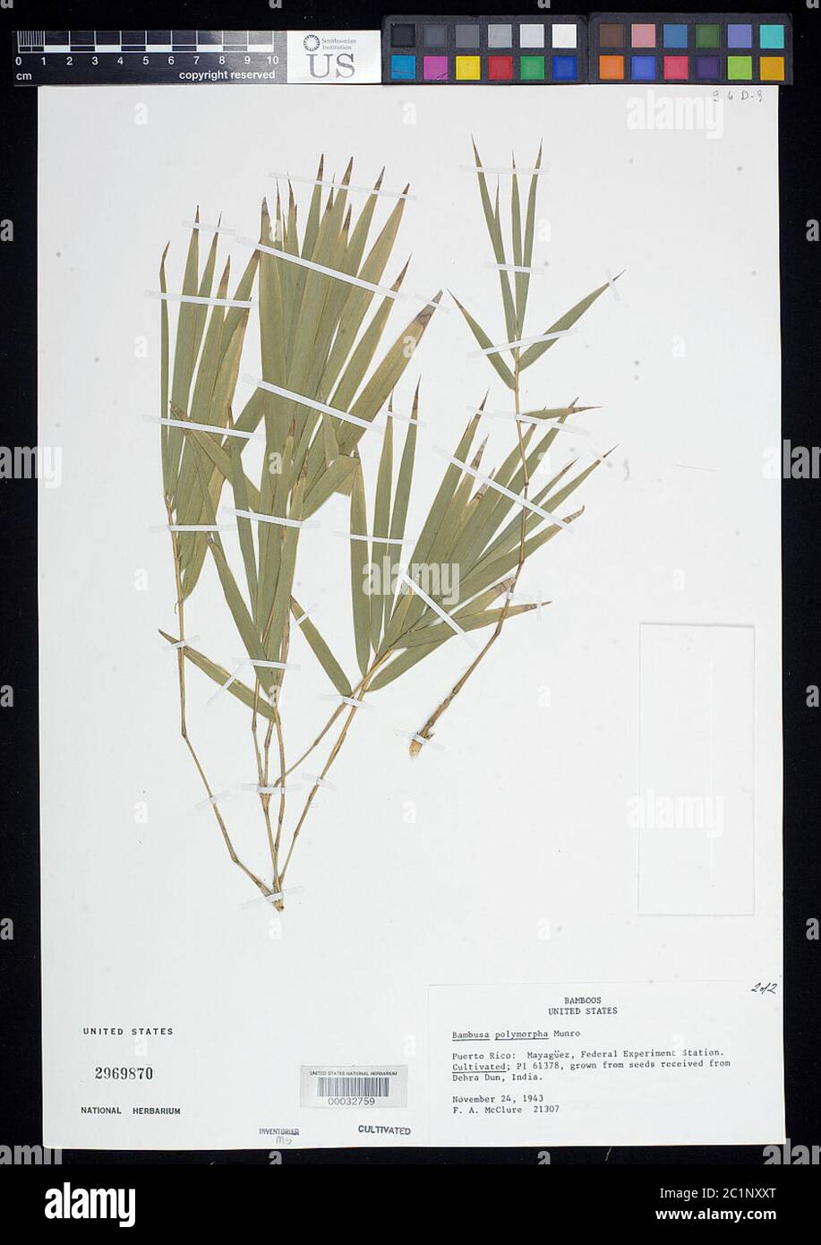 Bambusa polymorpha Munro Bambusa polymorpha Munro Stock Photo - Alamy