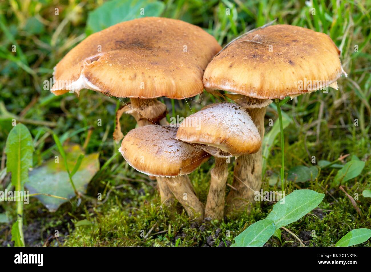 Uneatable fungi hi-res stock photography and images - Alamy