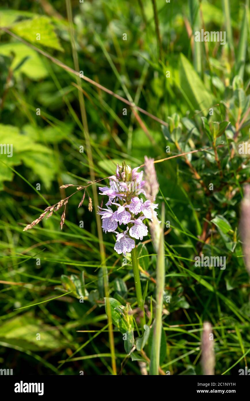 Orchid shapes hi-res stock photography and images - Alamy