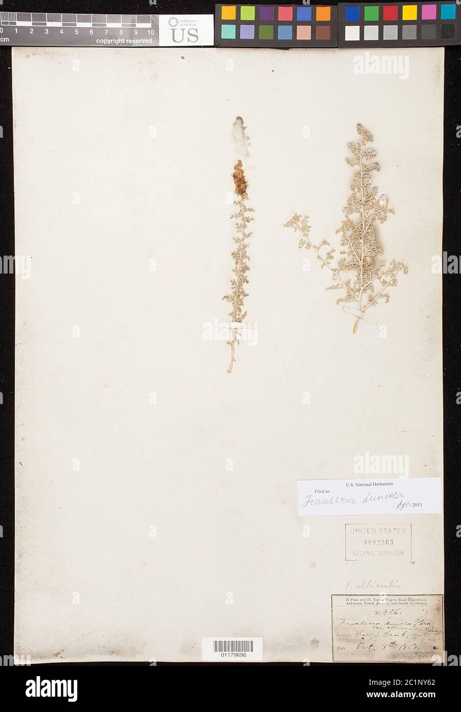 Franseria dumosa A Gray Franseria dumosa A Gray Stock Photo - Alamy