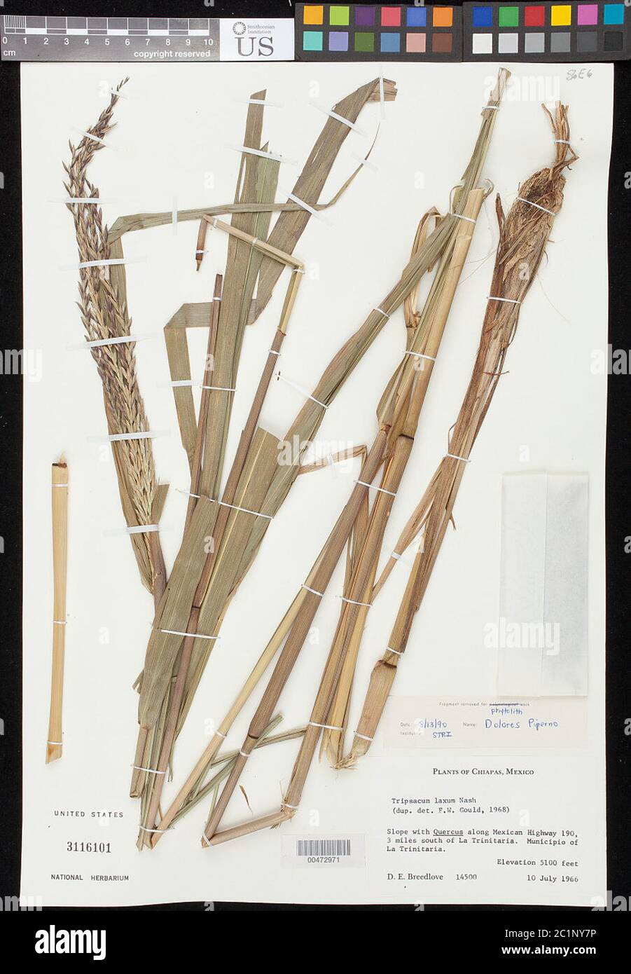 Tripsacum hi-res stock photography and images - Alamy