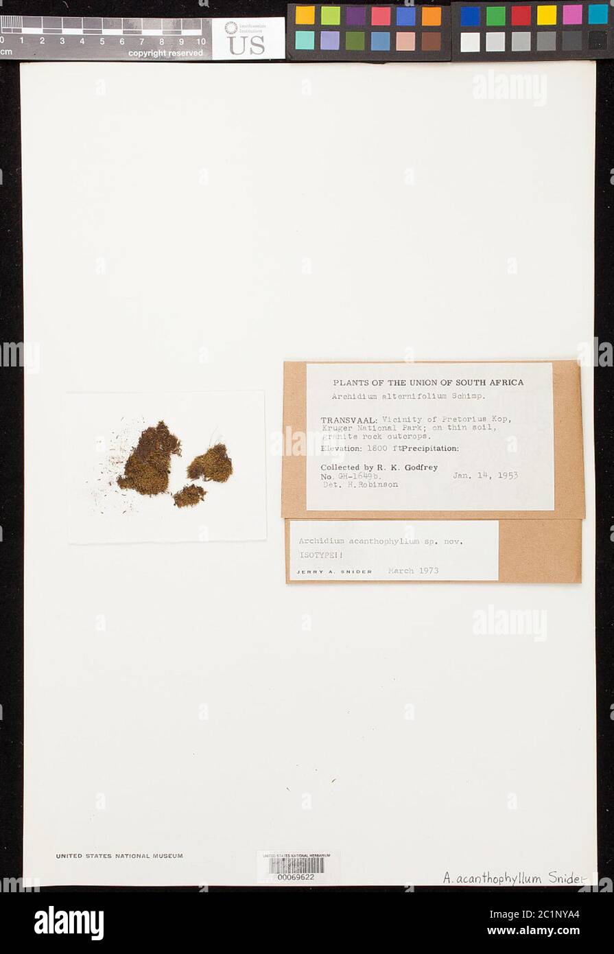 Archidium acanthophyllum Snider Archidium acanthophyllum Snider Stock ...