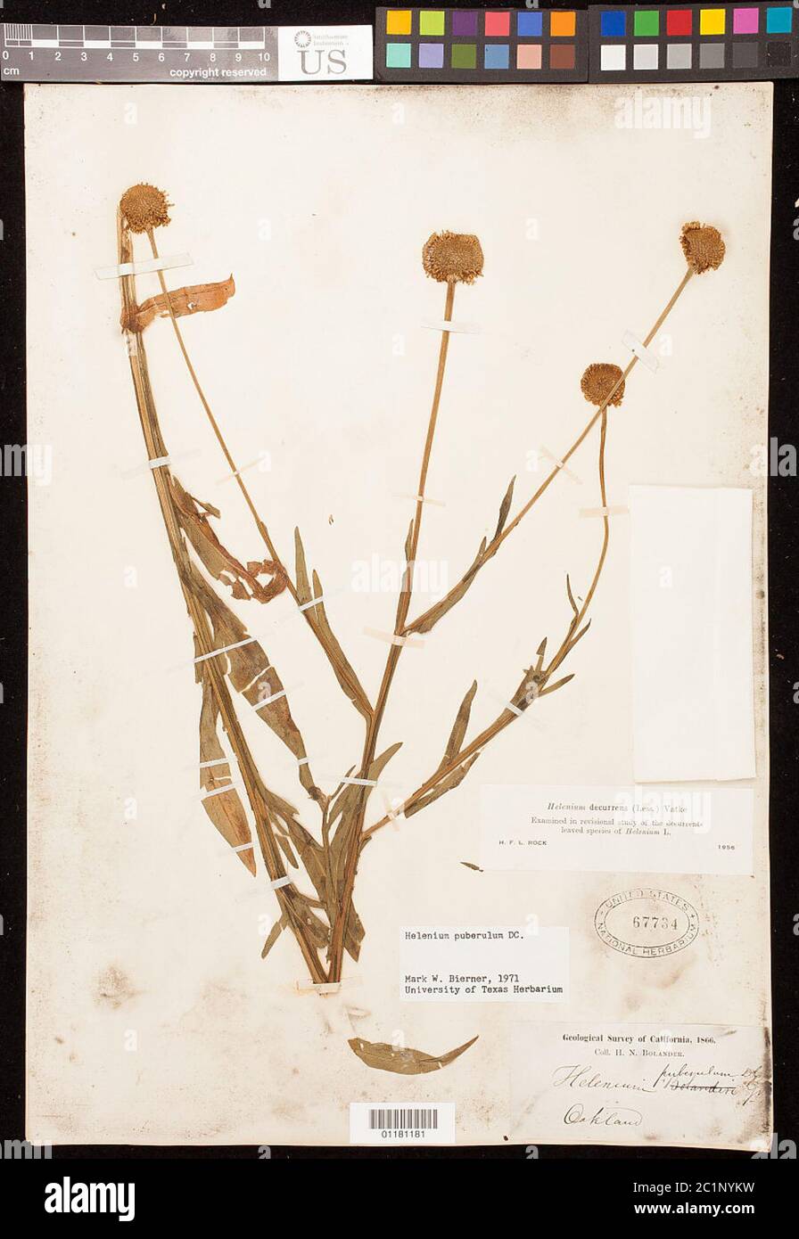 Helenium puberulum DC Helenium puberulum DC Stock Photo - Alamy