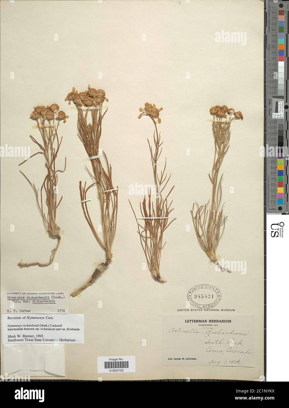 Hymenoxys hi-res stock photography and images - Alamy