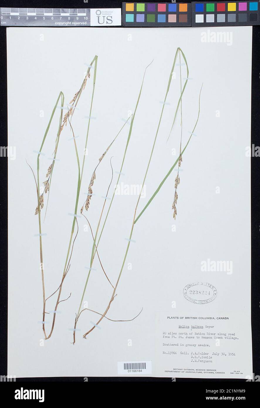 Melica bulbosa hi-res stock photography and images - Alamy