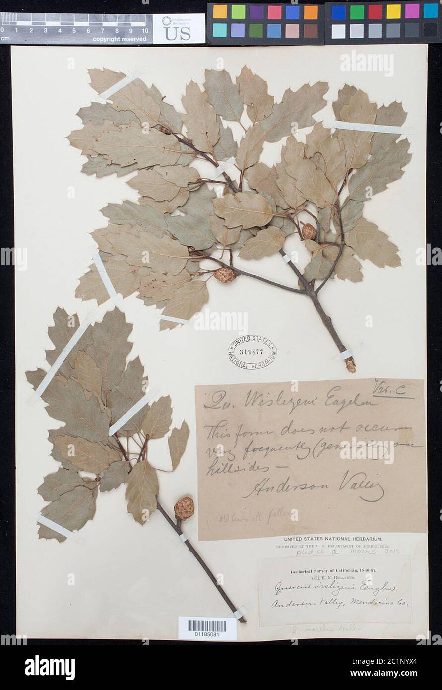 Quercus wislizeni hi-res stock photography and images - Alamy