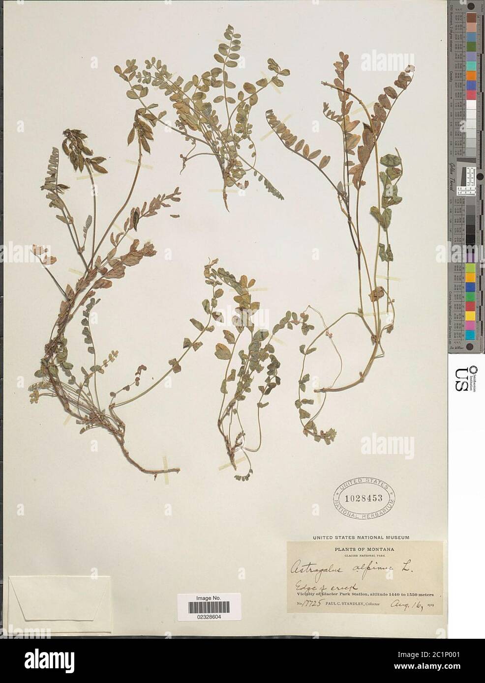 Astragalus alpinus L Astragalus alpinus L Stock Photo - Alamy