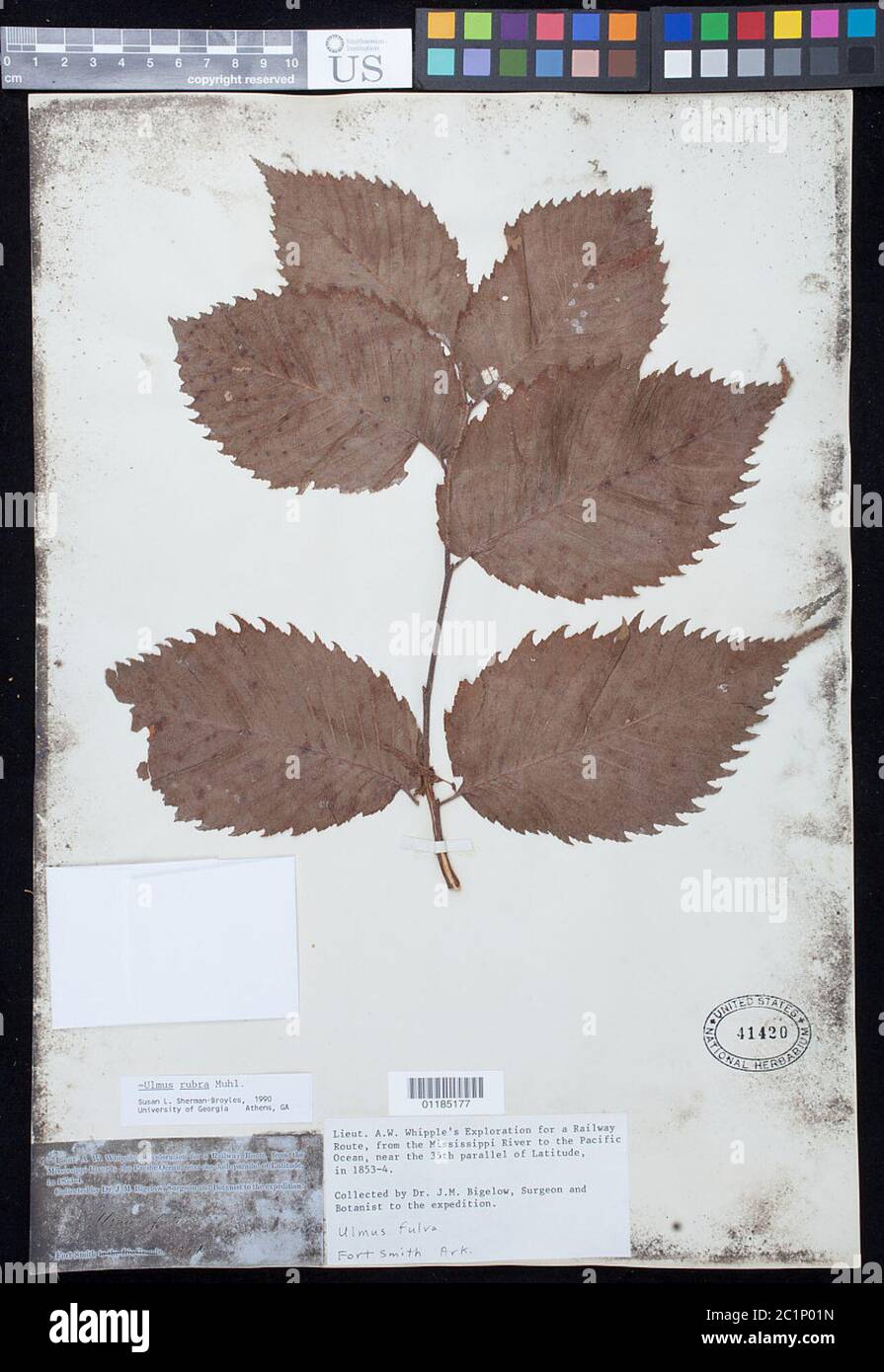 Ulmus rubra Muhl Ulmus rubra Muhl Stock Photo - Alamy
