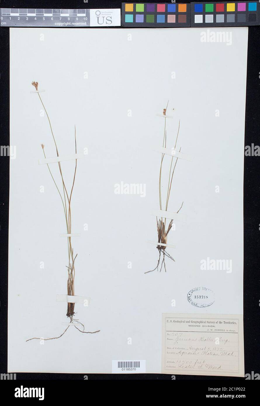 Juncus hallii Engelm Juncus hallii Engelm Stock Photo - Alamy
