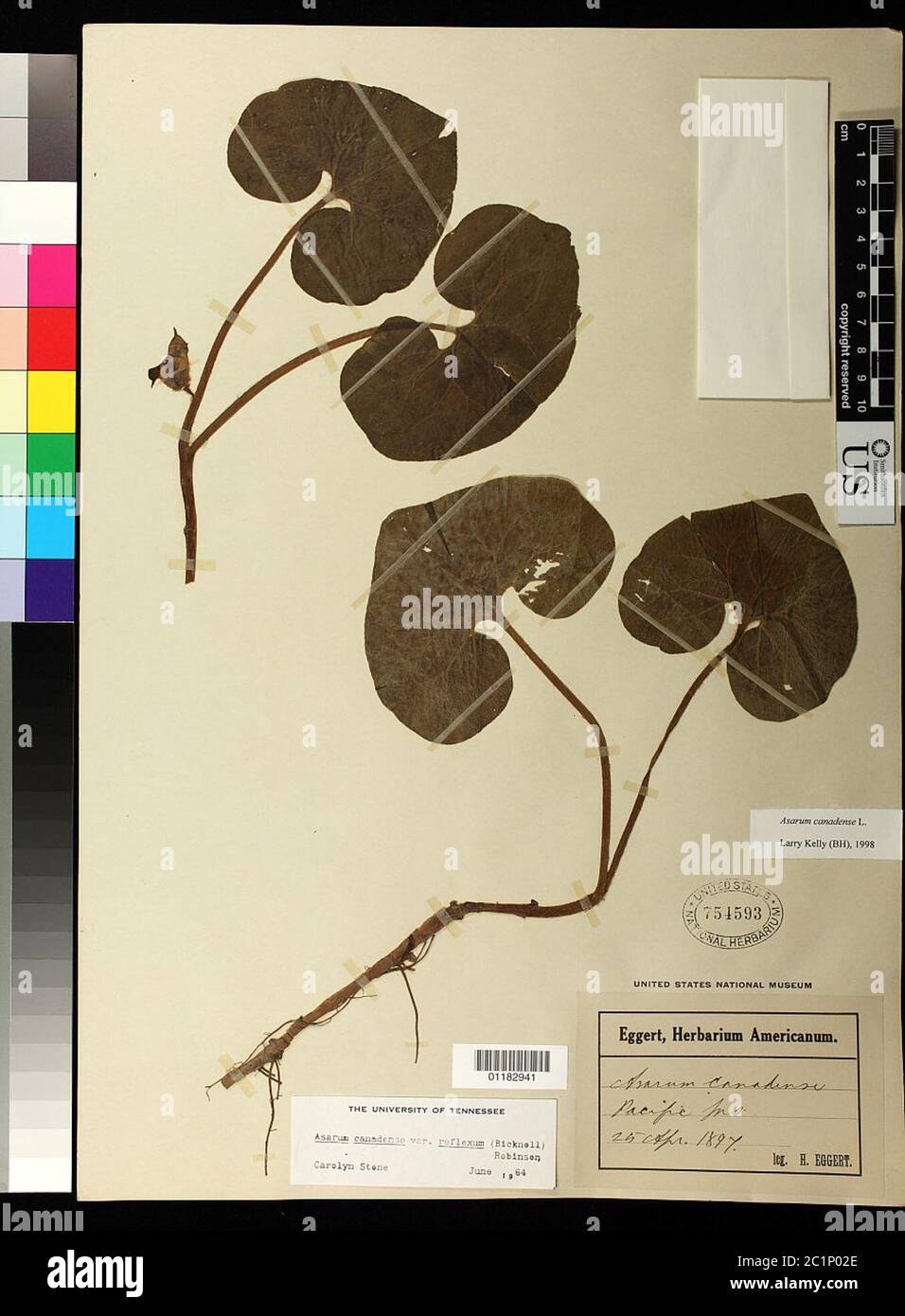 Species asarum canadense hi-res stock photography and images - Alamy