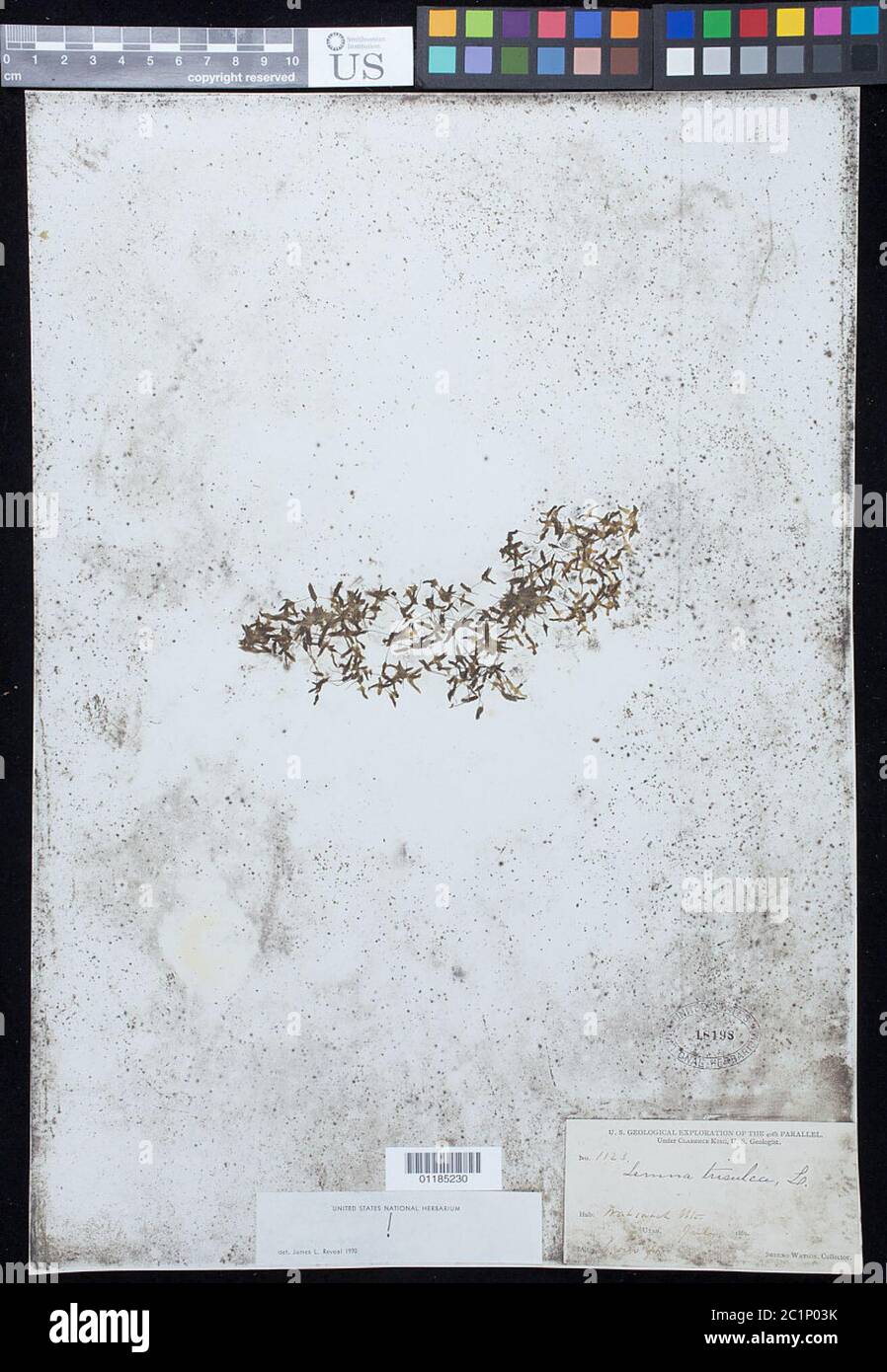 Lemna trisulca L Lemna trisulca L Stock Photo - Alamy