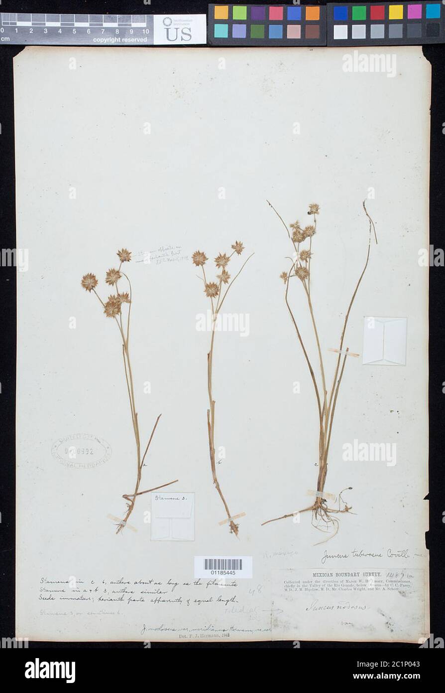 Nodosus hi-res stock photography and images - Alamy