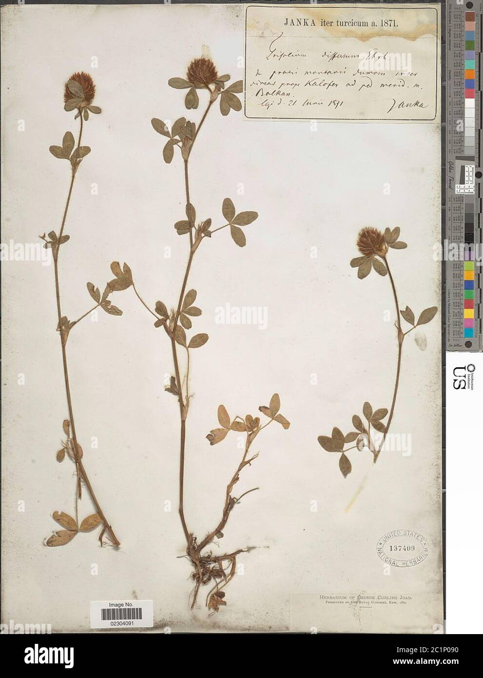 Trifolium diffusum Ehrh Trifolium diffusum Ehrh Stock Photo - Alamy