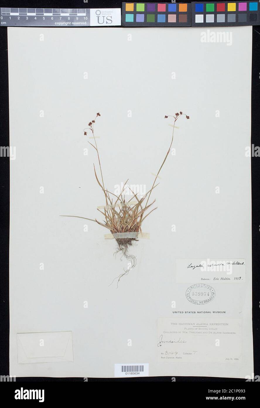 Luzula arcuata hi-res stock photography and images - Alamy