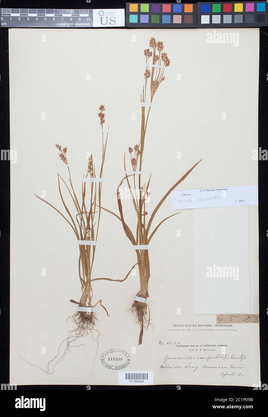 Luzula campestris L DC Luzula campestris L DC Stock Photo - Alamy