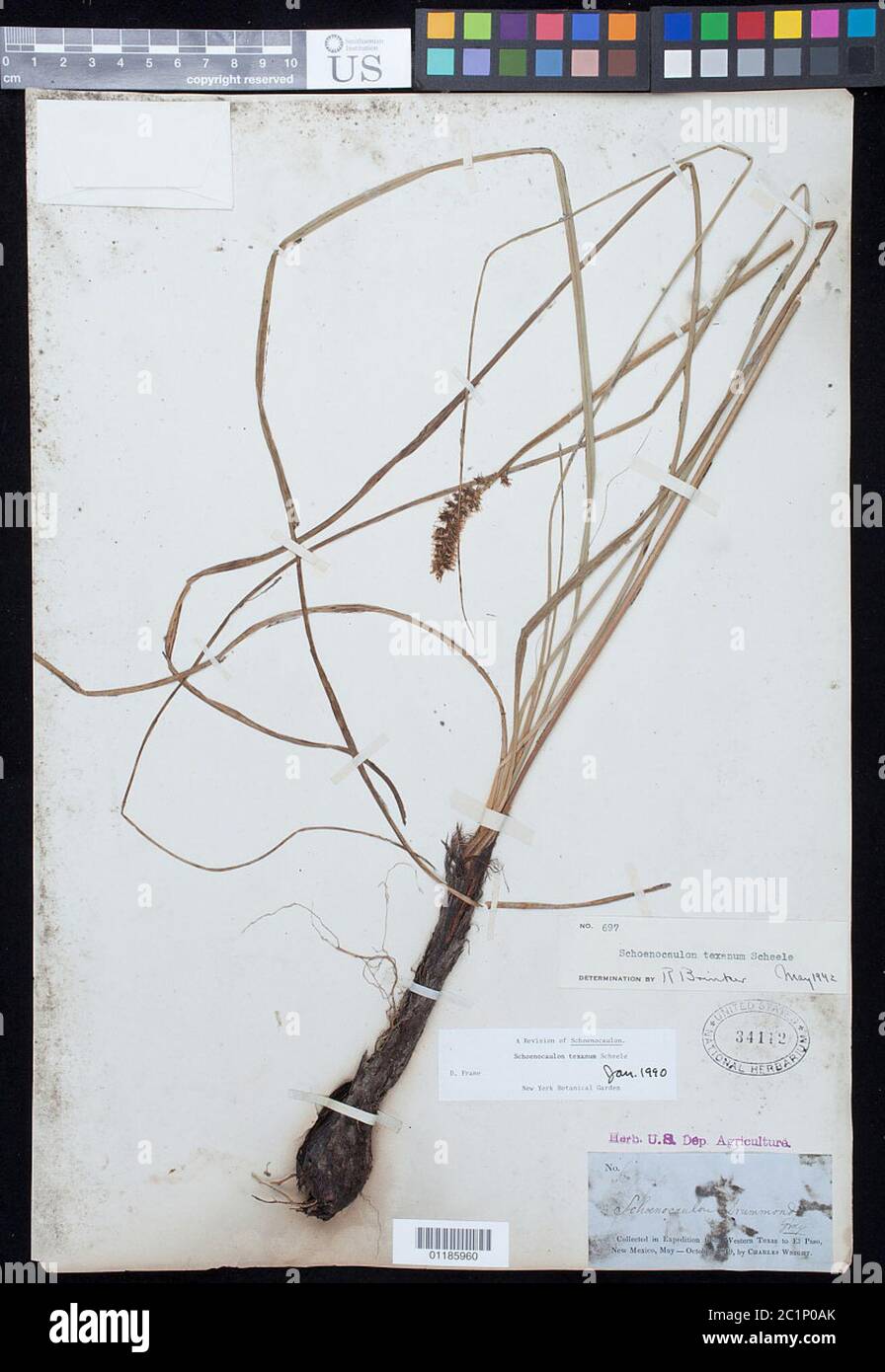 Schoenocaulon hi-res stock photography and images - Alamy