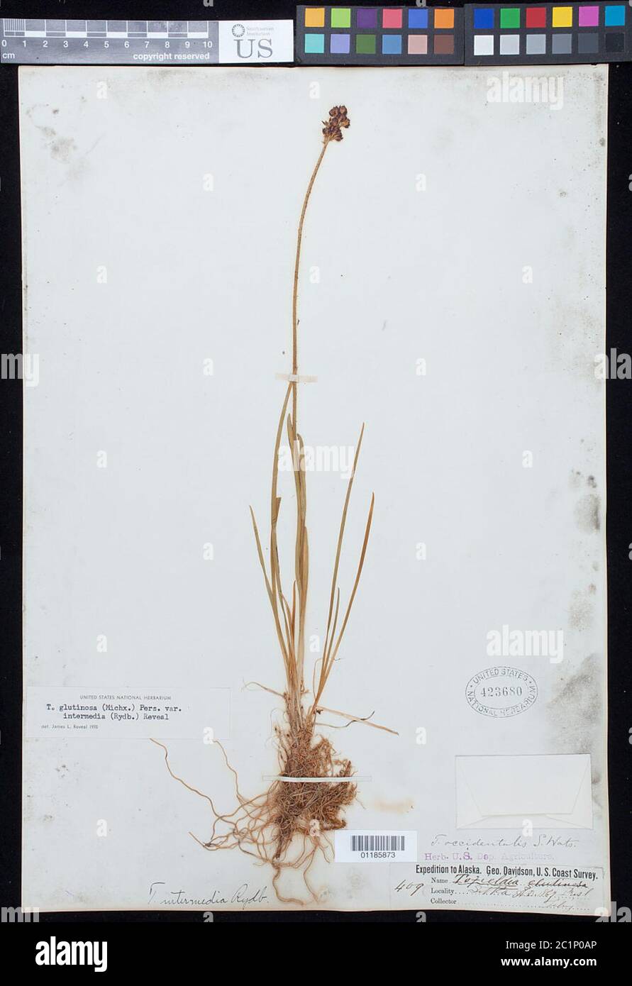 Triantha occidentalis subsp brevistyla CL Hitchc Packer Triantha ...